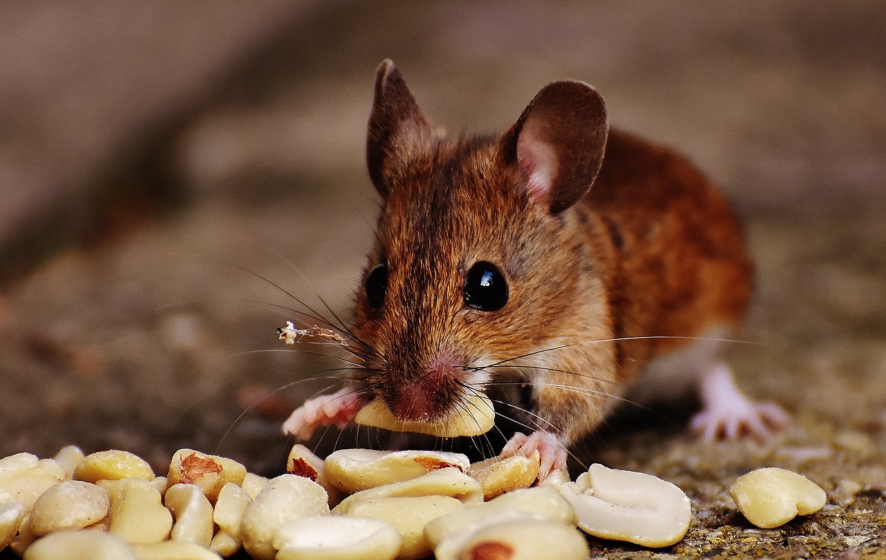5 Reasons Why Mice Will Not Go Near Your Traps or Bait - Mr. Mouse Trapper