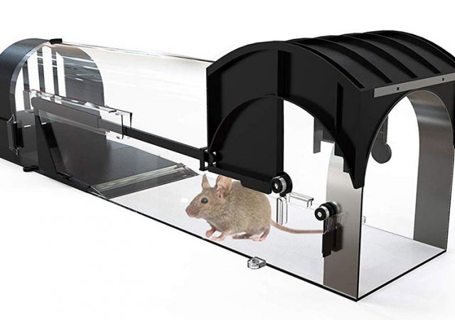 Best Humane Mouse Traps That Work - Mr. Mouse Trapper