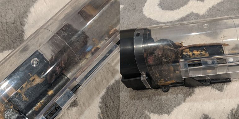 Best Humane Mouse Traps That Work - Mr. Mouse Trapper